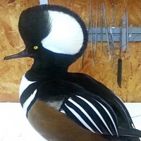 Blue Ribbon Birds – Taxidermy Training & DVD’s by Matt Smith